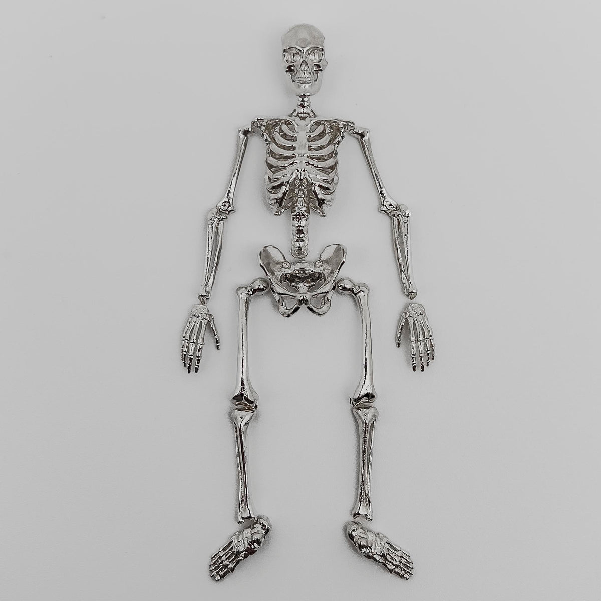 Tibia Fibula Bone Pair – Nature Walk Castings